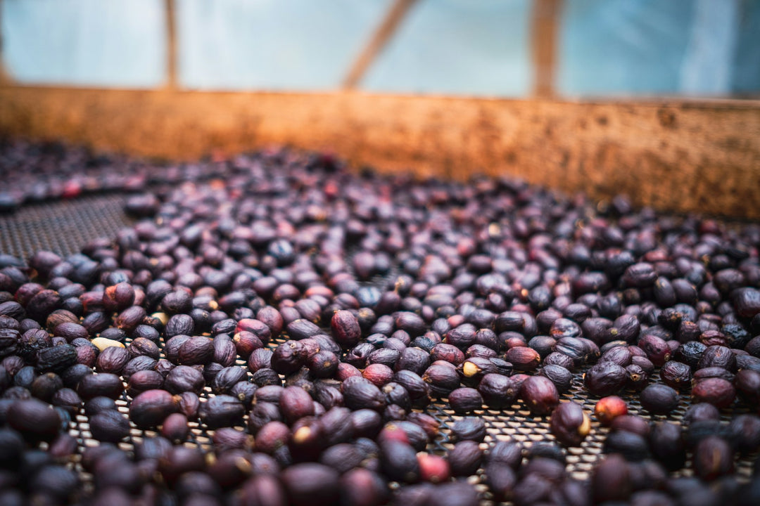 An Overview of Coffee Processing Methods – Mauch Chunk Coffee Co.