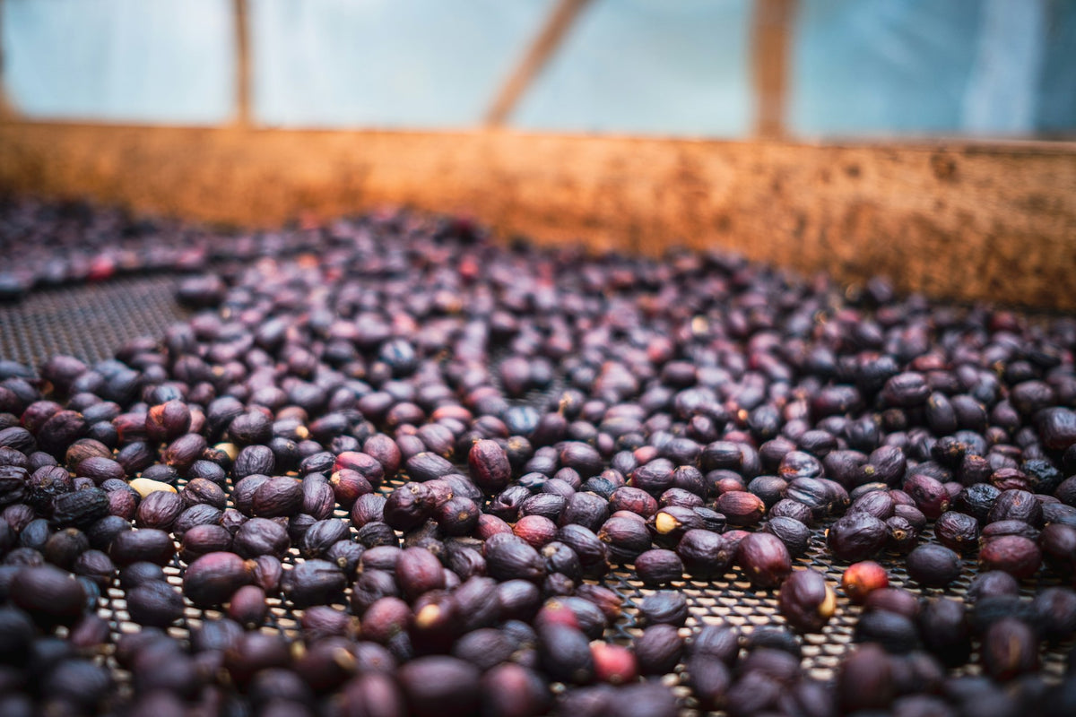 An Overview of Coffee Processing Methods – Mauch Chunk Coffee Co.