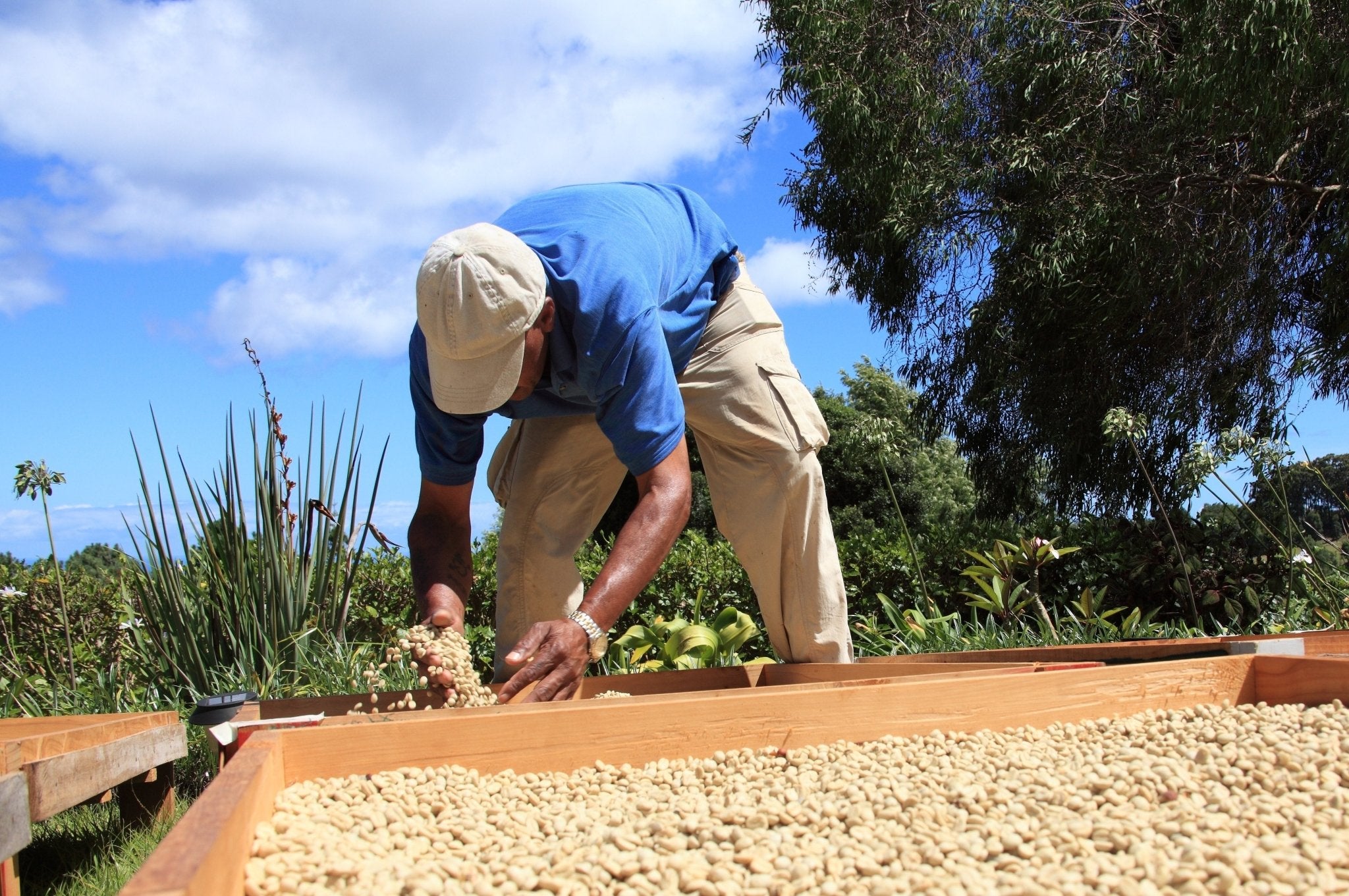 Guatemalan El Pacayal San Miguel – Mauch Chunk Coffee Co.