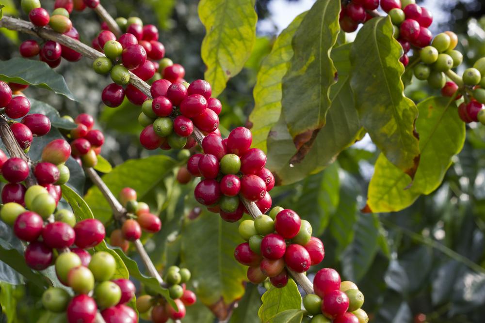 Papua New Guinean Mount Bosavi Reserve – Mauch Chunk Coffee Co.