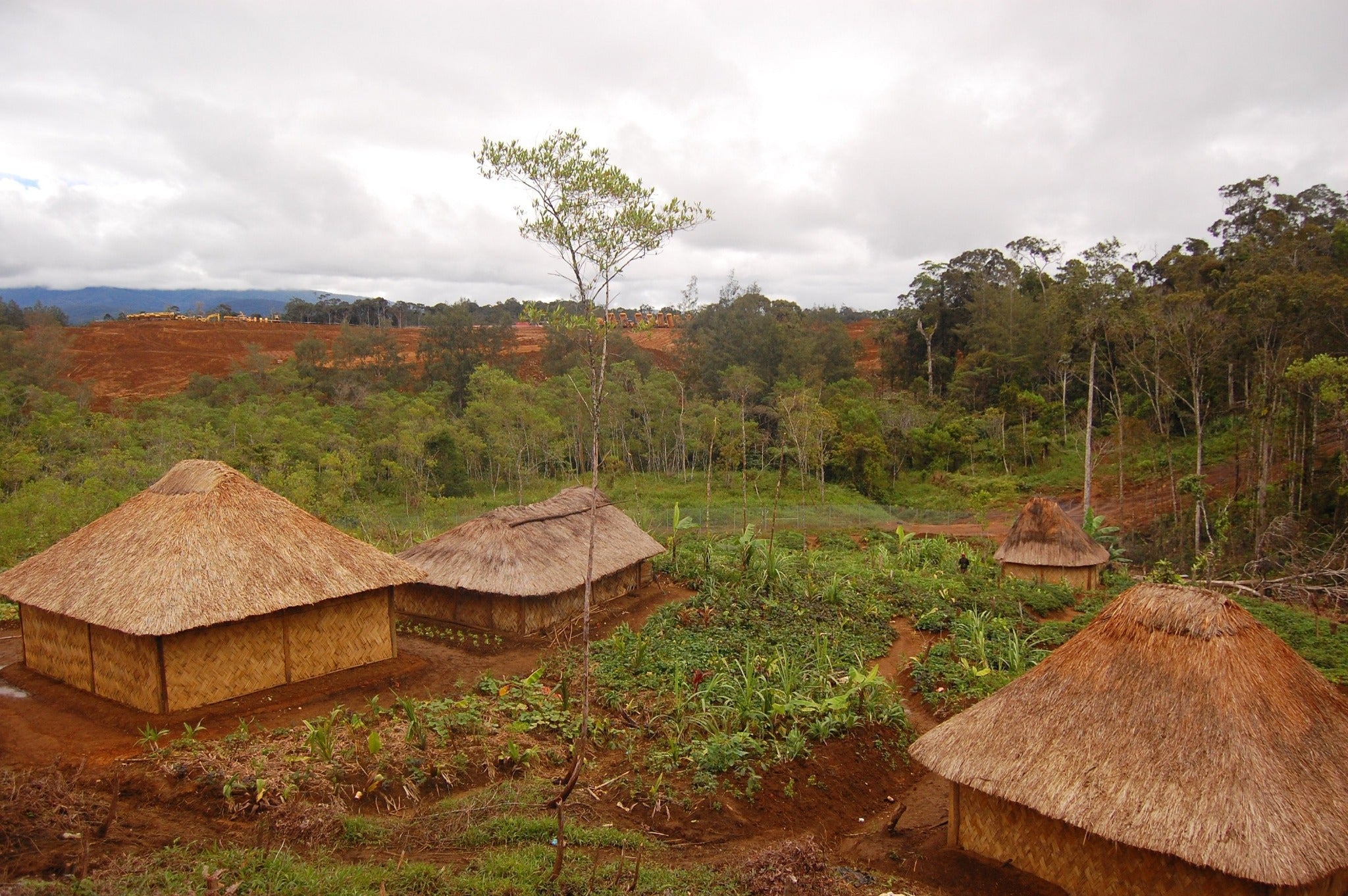 Papua New Guinean Mount Bosavi Reserve – Mauch Chunk Coffee Co.